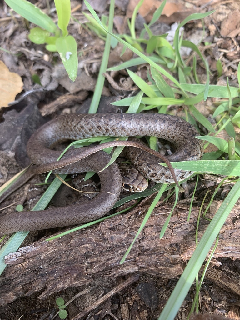 North American Racer from Bastrop, TX, US on November 3, 2023 at 12:16 ...