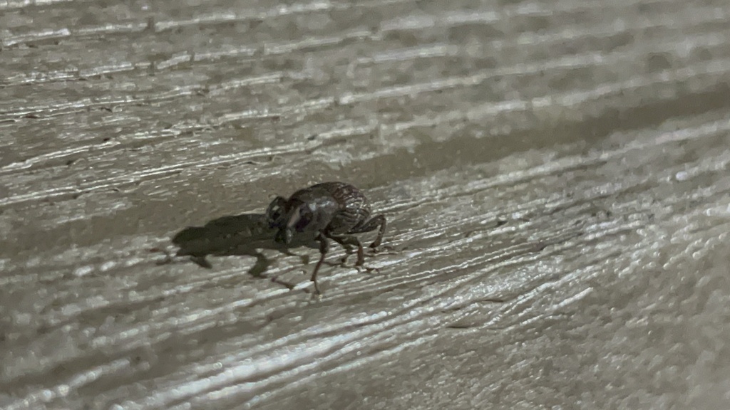 Pitch-eating Weevil from University of North Florida, Jacksonville, FL ...