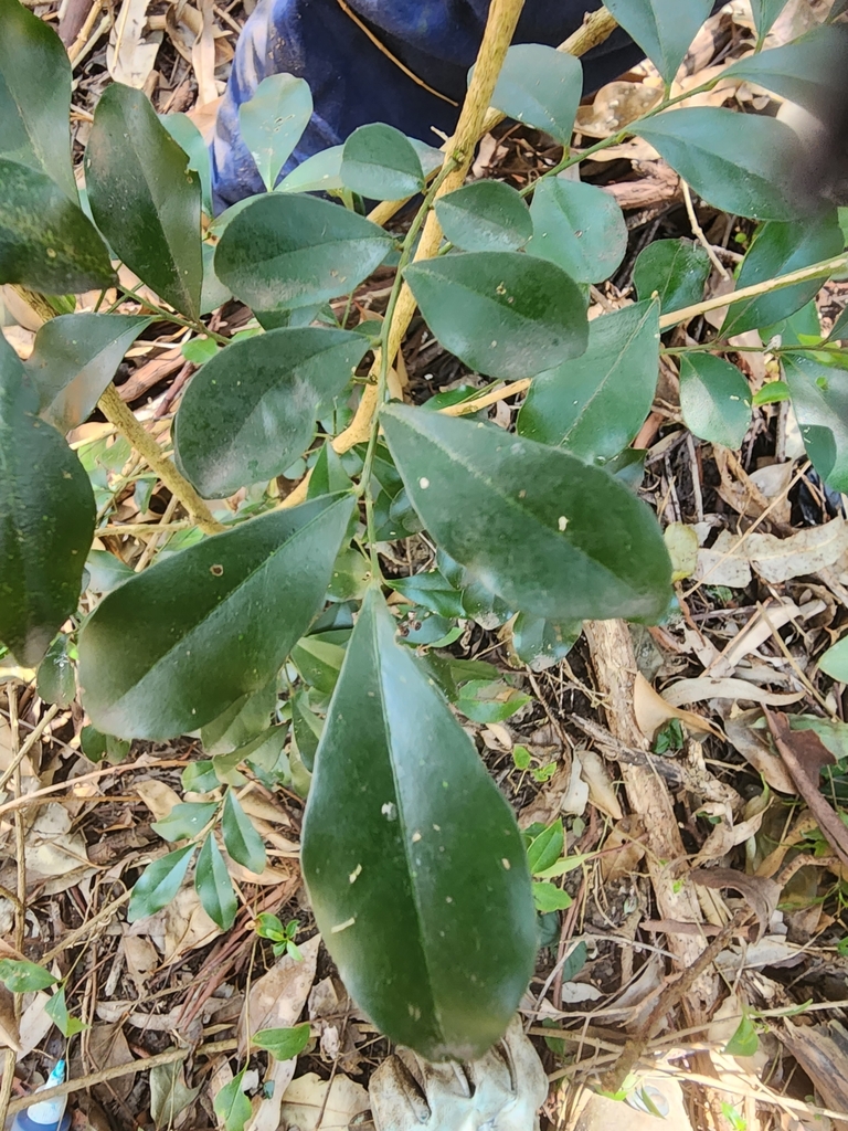 Orange Jasmine from Denistone NSW 2114, Australia on November 14, 2023 ...