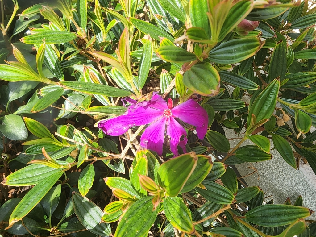 glory bush from Lindfield NSW 2070, Australia on November 14, 2023 at ...