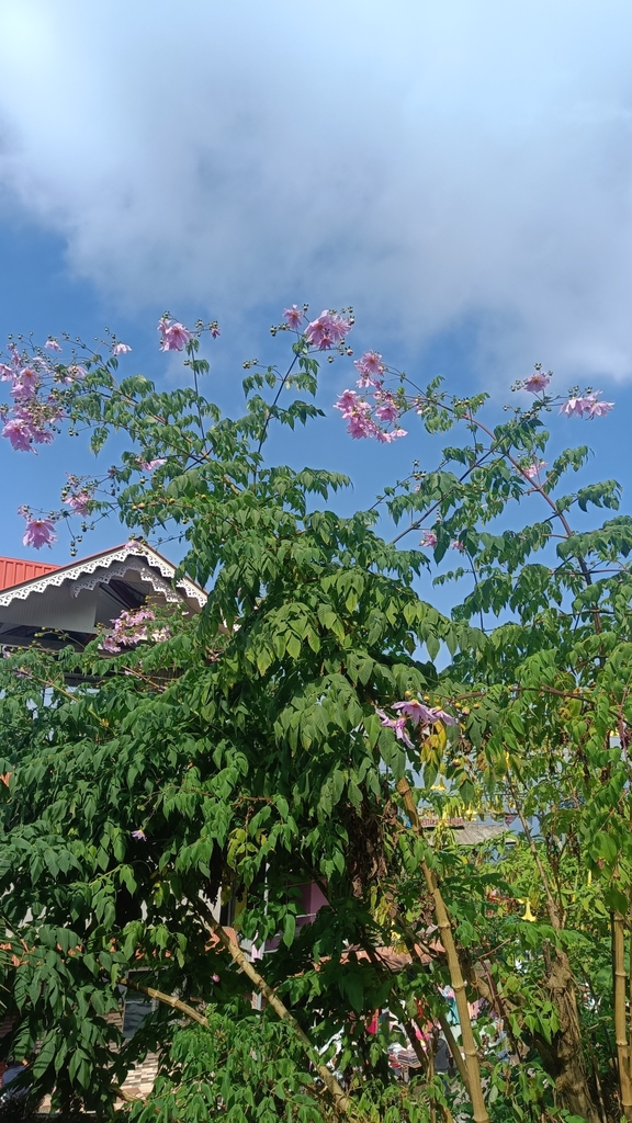 Tree Dahlia from Tukdah, West Bengal, India on November 5, 2023 at 11: ...