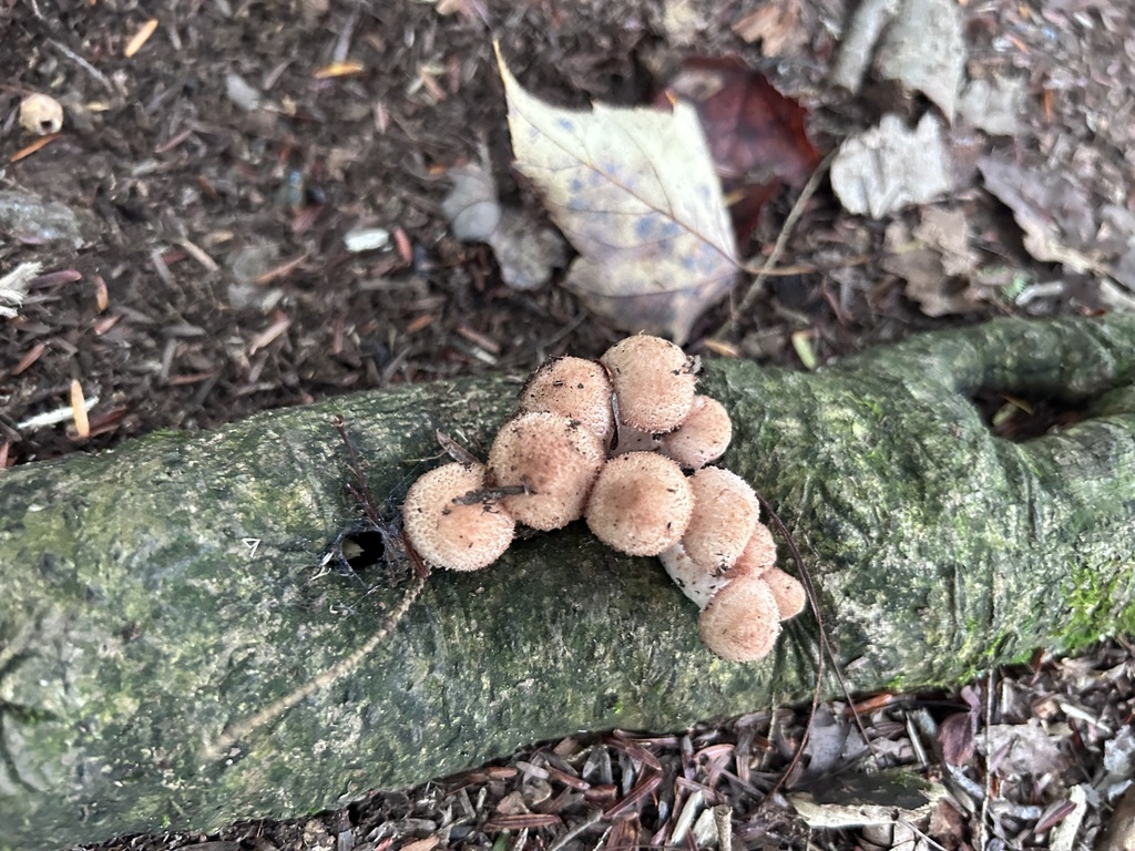 Bulbous Honey Fungus from Vestal, NY, US on October 6, 2023 at 09:06 AM ...
