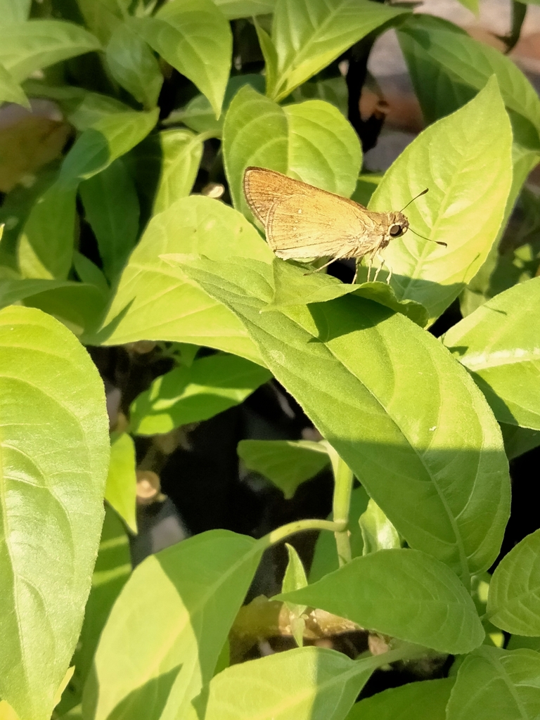 Swifts and Allies from Empress Garden, Kavade Mala, Ghorpadi, Pune ...
