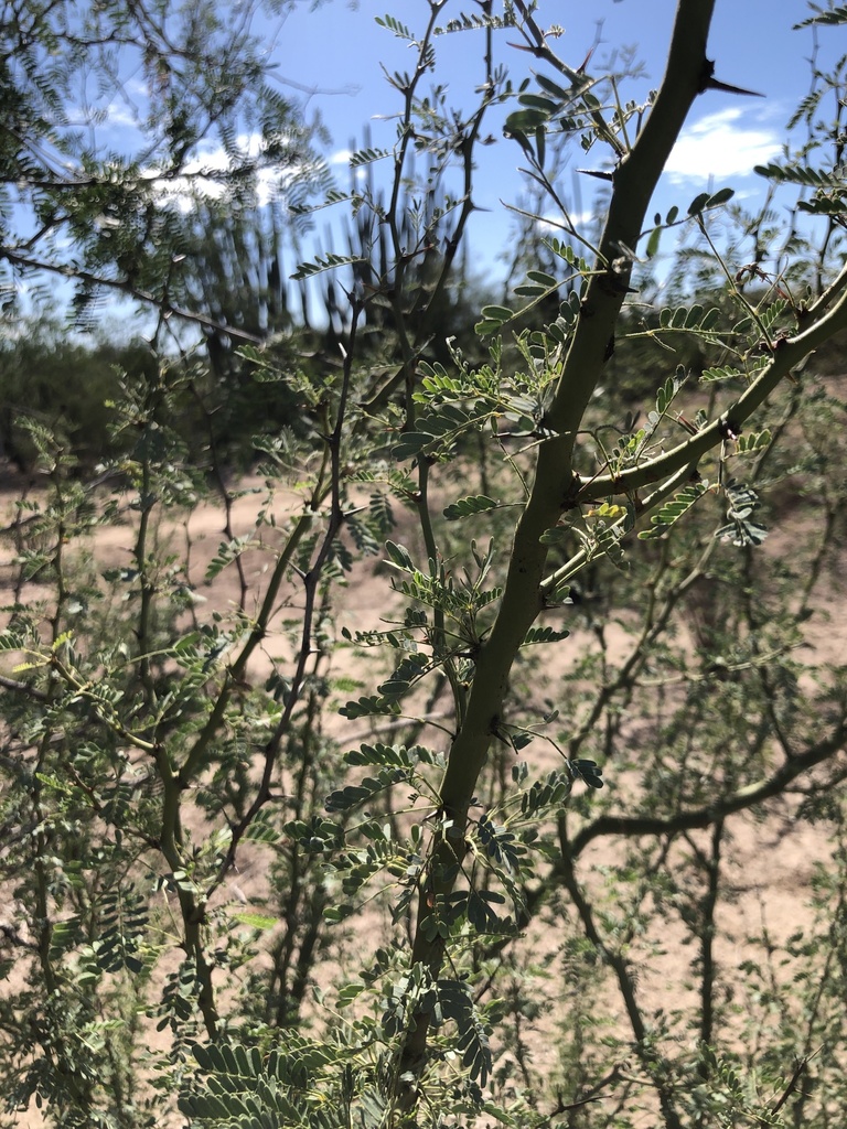 palo brea from Huatabampo, MX-SO, MX on November 12, 2023 at 11:55 AM ...