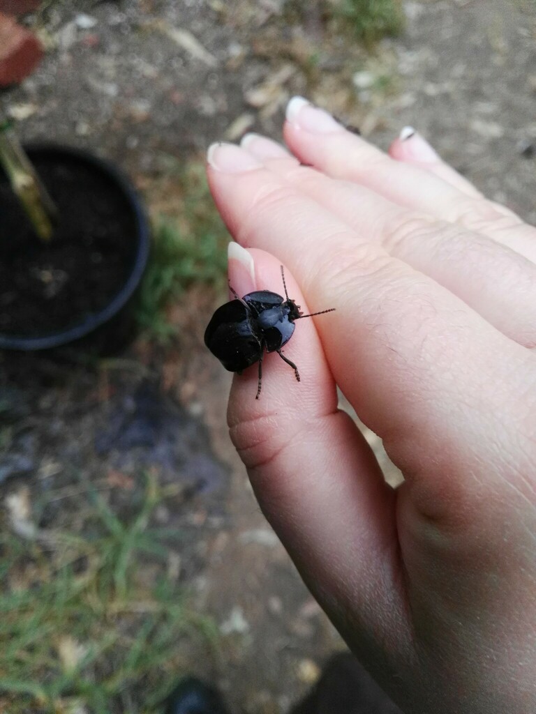 Heleina in January 2019 by Rex D · iNaturalist