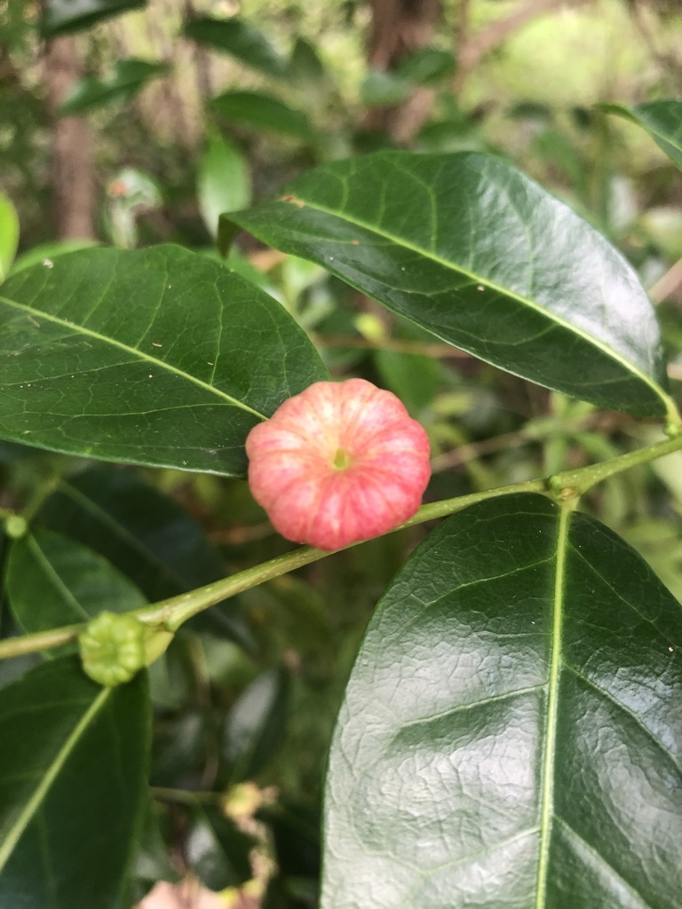 Glochidion from Belmont Wetlands State Park, Belmont, NSW, AU on ...