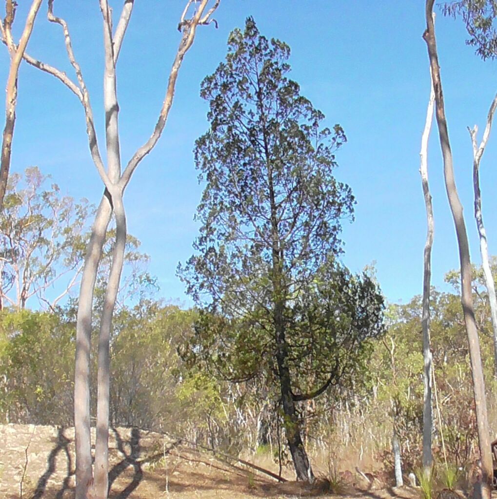Callitris intratropica from Watsonville QLD 4887, Australia on November ...