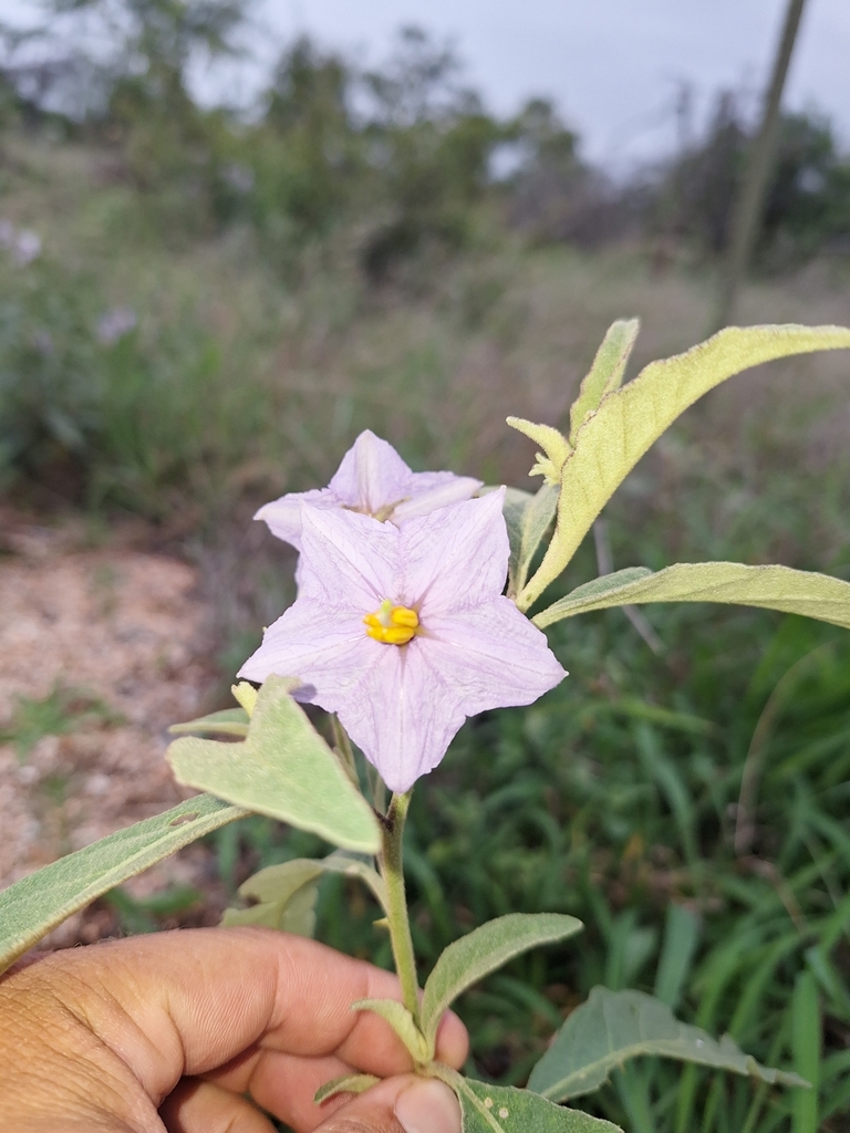 bitter-apple from Maruleng, South Africa on November 14, 2023 at 09:50 ...