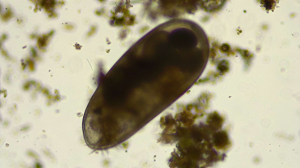 Ostracods from Ironbark Lake, The Ponds, NSW, AU on November 14, 2023 ...