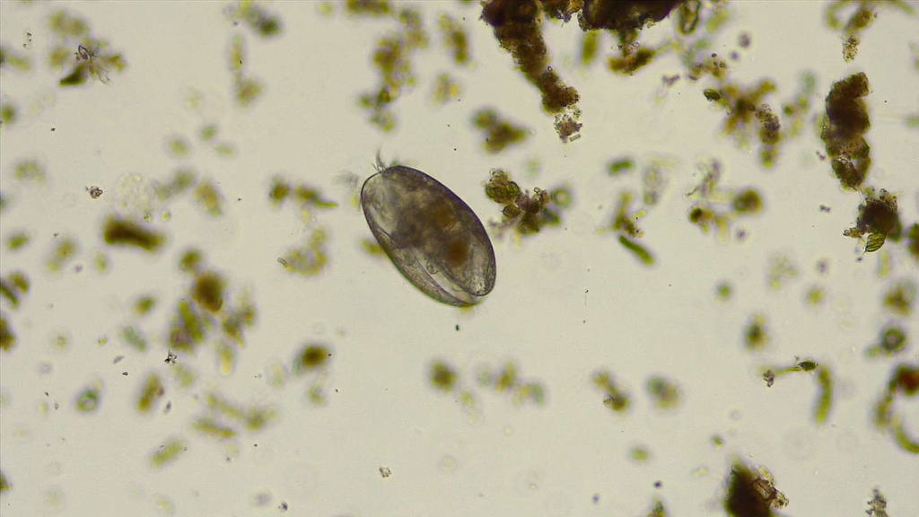 Ostracods from Ironbark Lake, The Ponds, NSW, AU on November 14, 2023 ...