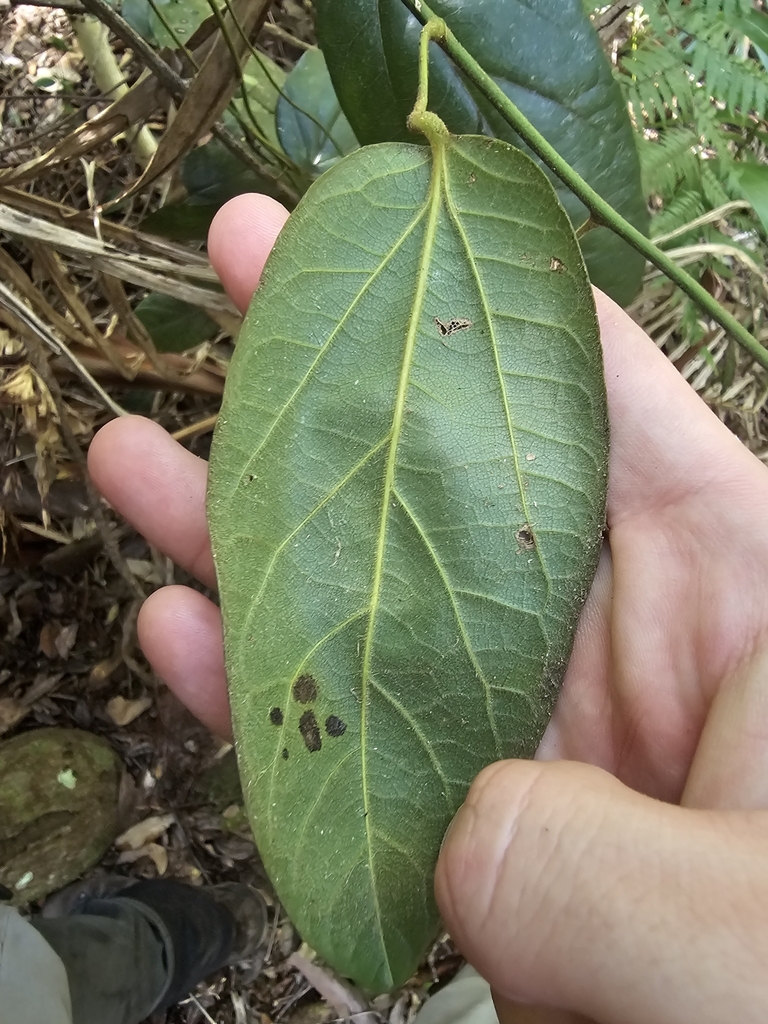 Hypserpa decumbens in November 2023 by Dan · iNaturalist