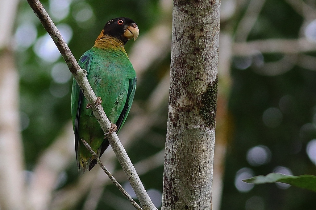 Caica Parrot in January 2014 by Luiz Fernando Matos · iNaturalist