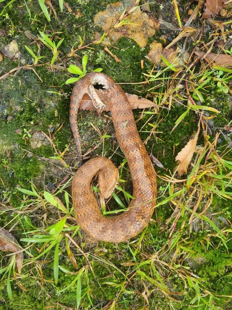 Common Death Adder from Glenorie NSW 2157, Australia on April 10, 2022 ...