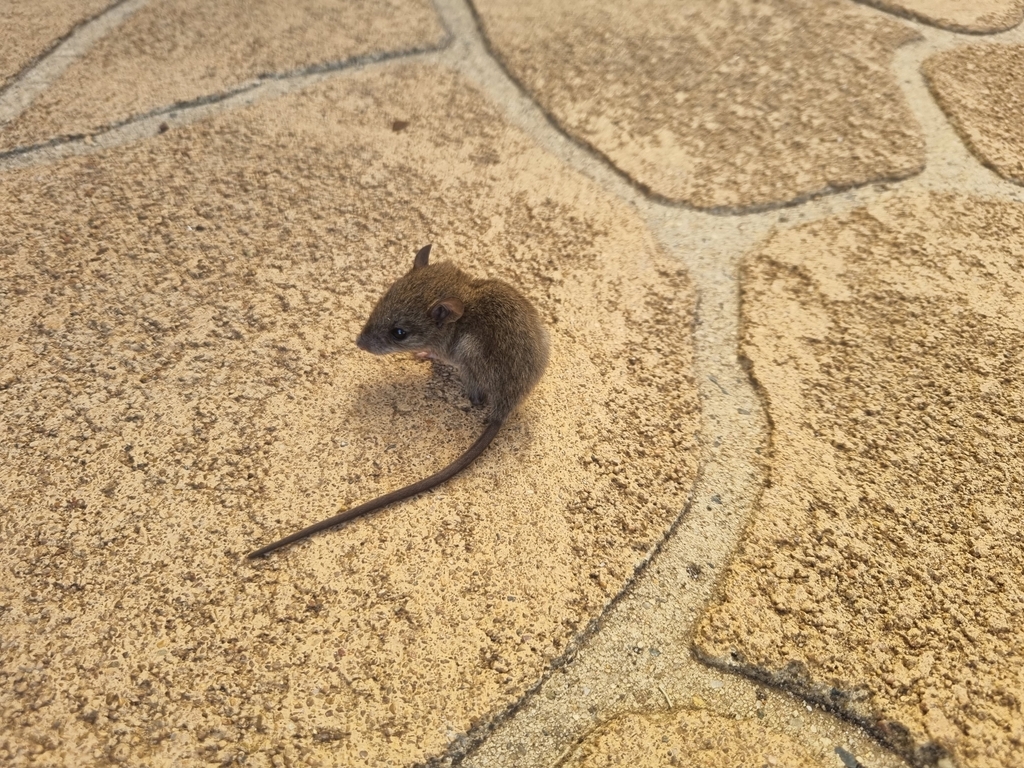 Black Rat from Glenorie NSW 2157, Australia on February 18, 2023 at 09: ...