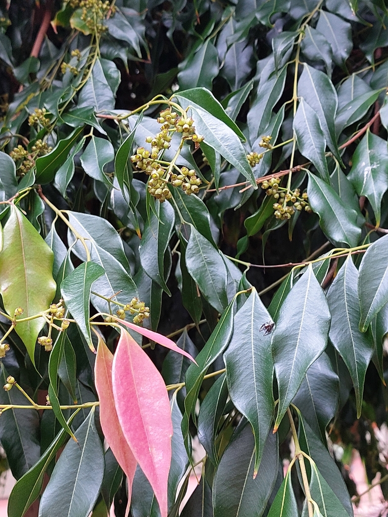 weeping lilli pilli from West Pennant Hills NSW 2125, Australia on ...