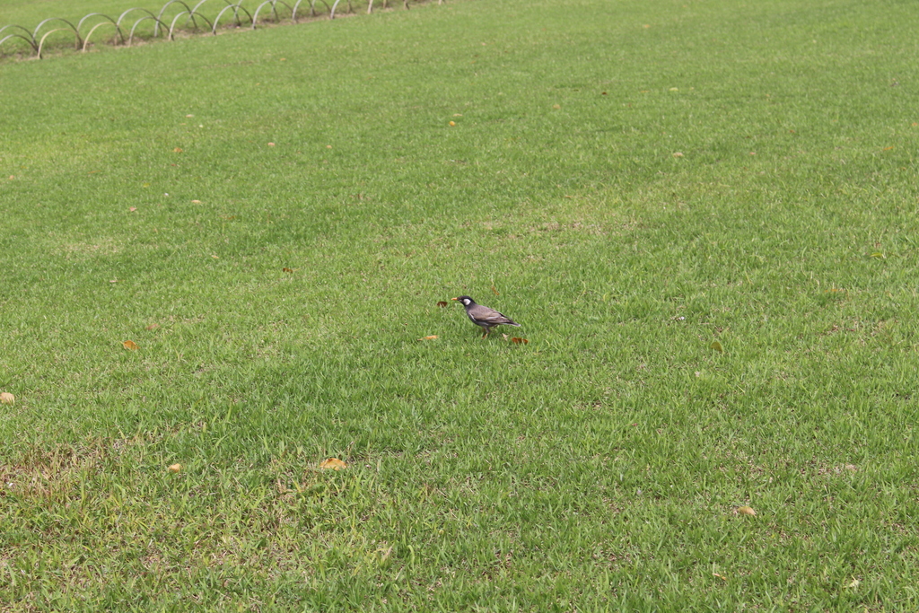 White-cheeked Starling from Kita Ward, Okayama, Japan on April 16, 2015 ...