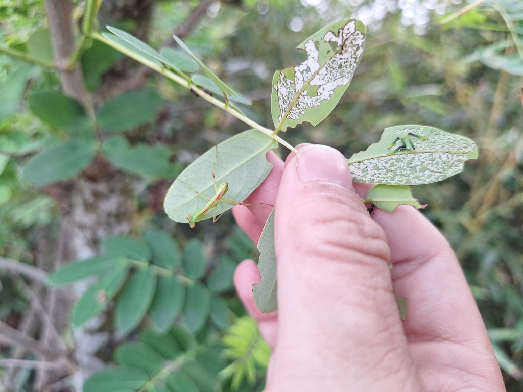 giant-asian-mantis-from-515-on-november-14-2023-at-12-53