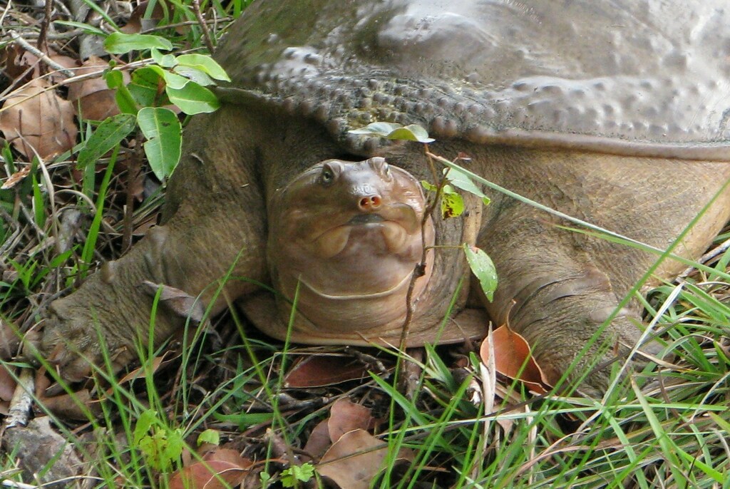 Florida Softshell Turtle from Miami-Dade County, FL, USA on April 28 ...