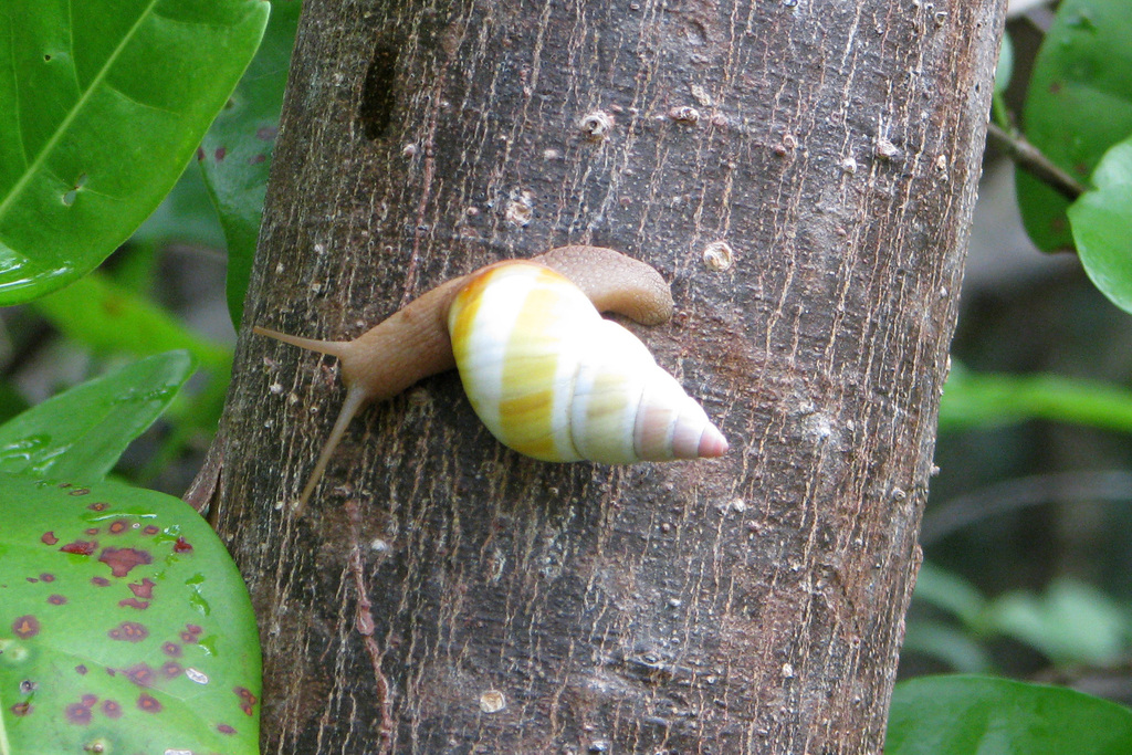 Florida Tree Snail from North Key Largo, FL 33037, USA on April 29 ...