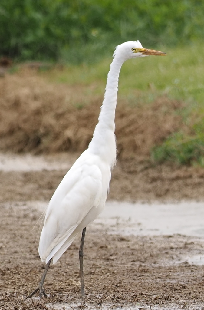 Medium egret in November 2023 by S Dowell · iNaturalist