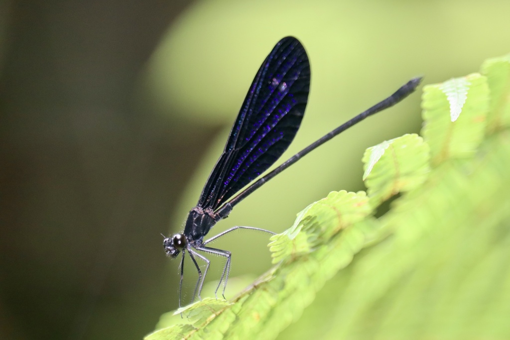 Vestalis lugens from Sumatra, Kabupaten Tapanuli Selatan, Sumatera ...