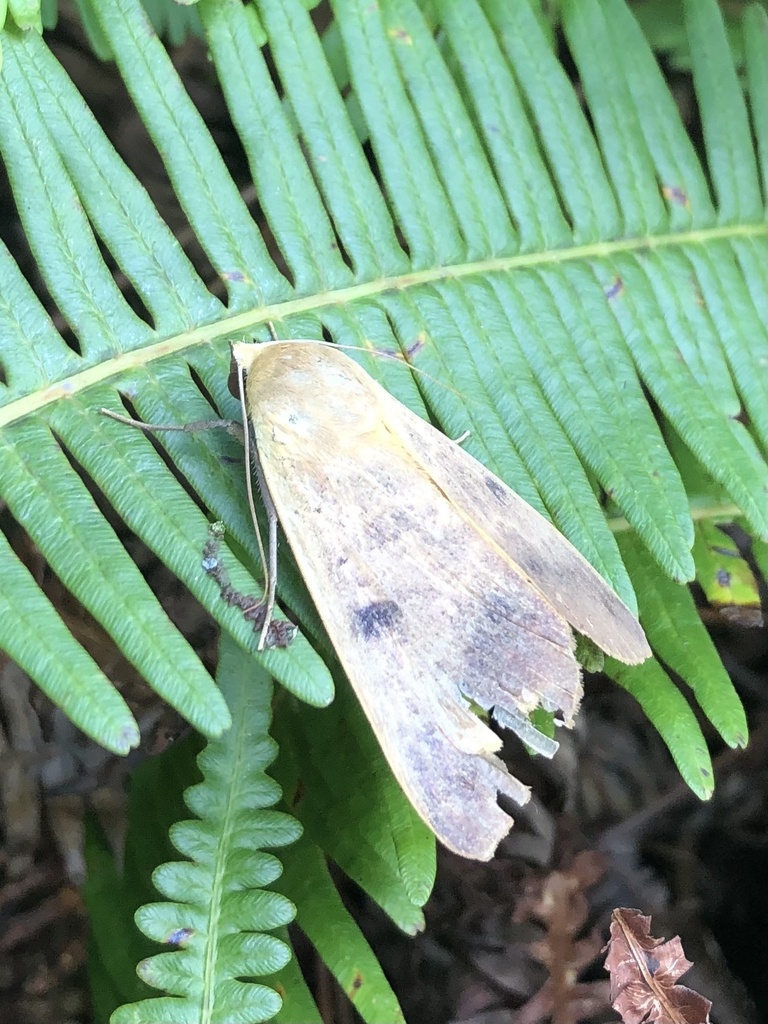 Guava Moth in November 2023 by Adrian Burke · iNaturalist