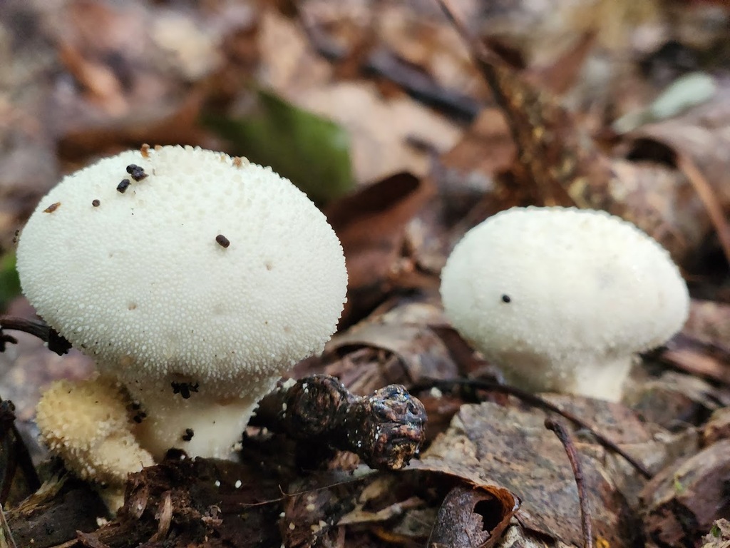 common puffball from Broome County, NY, USA on September 8, 2023 at 09: ...
