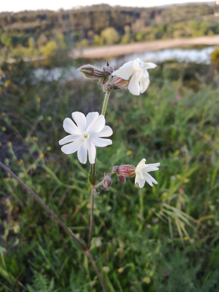 evening lychnis from N3, 2260 Praia do Ribatejo, Portugal on March 26 ...