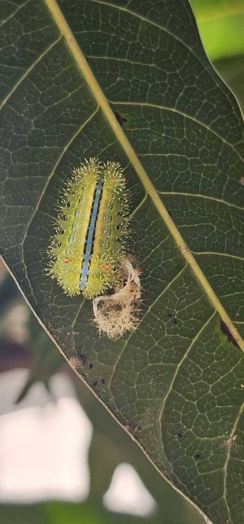 Blue-striped Nettle Grub from Leopard's Den Home Stay, Shivrajpur ...