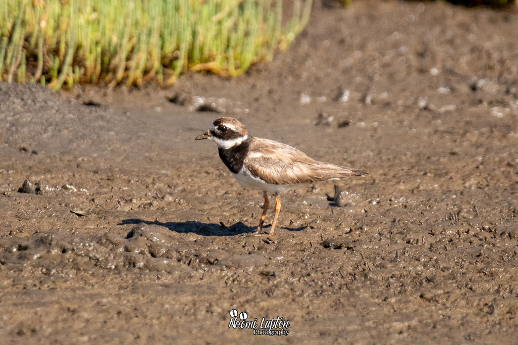 Common Ringed Plover from King Cetshwayo District Municipality, South ...