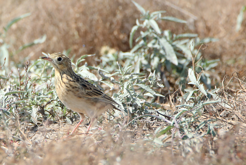 Sprague's Pipit from Kearney County, NE, USA on September 29, 2019 at ...