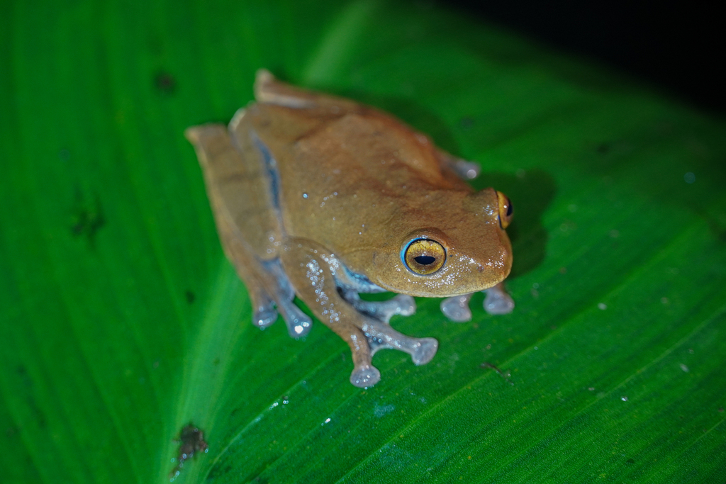 Vampire Flying Frog in November 2023 by Jake Smith · iNaturalist