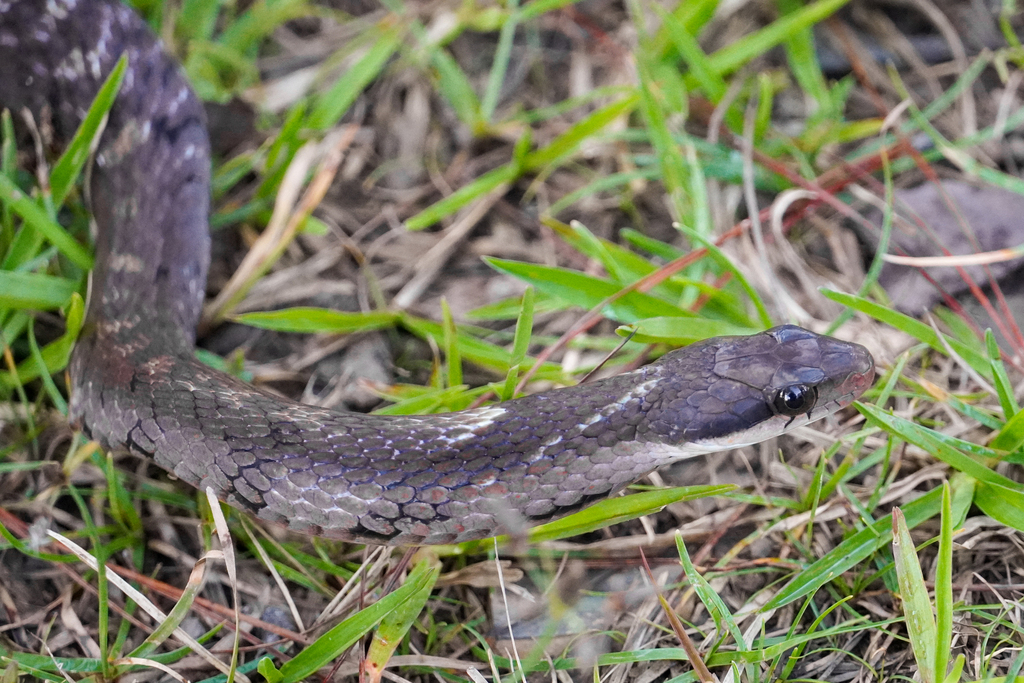 Big-eyed Bamboo Snake from Khánh Vĩnh District, Khánh Hòa, Vietnam on ...
