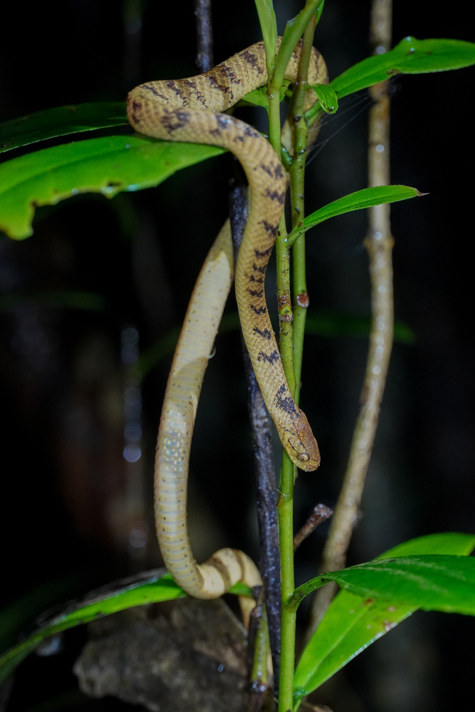 Formosa Slug Snake from Khánh Vĩnh District, Khánh Hòa, Vietnam on ...