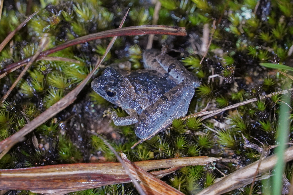 Large Pygmy Frog from Đạ Chais, Lạc Dương, Lâm Đồng, Vietnam on ...