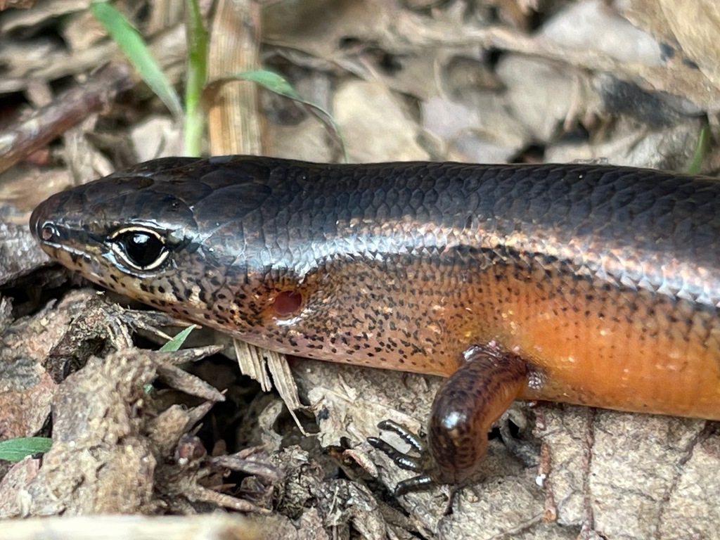 Ground Skinks from Gung Ré, Di Linh, Lâm Đồng, Vietnam on November 12 ...