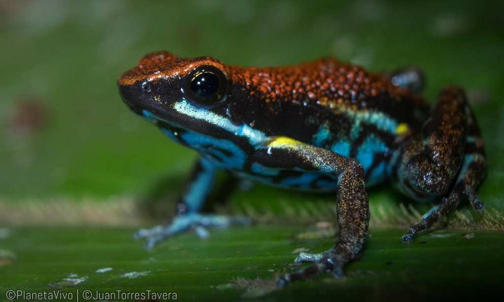 Ecuador Poison Frog from Mocoa on September 11, 2023 at 06:37 PM by ...