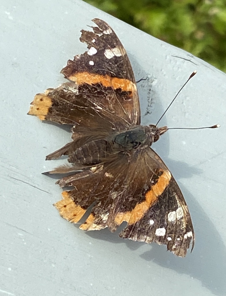 Red Admiral from Currin Dr, Dallas, TX, US on November 14, 2023 at 11: ...