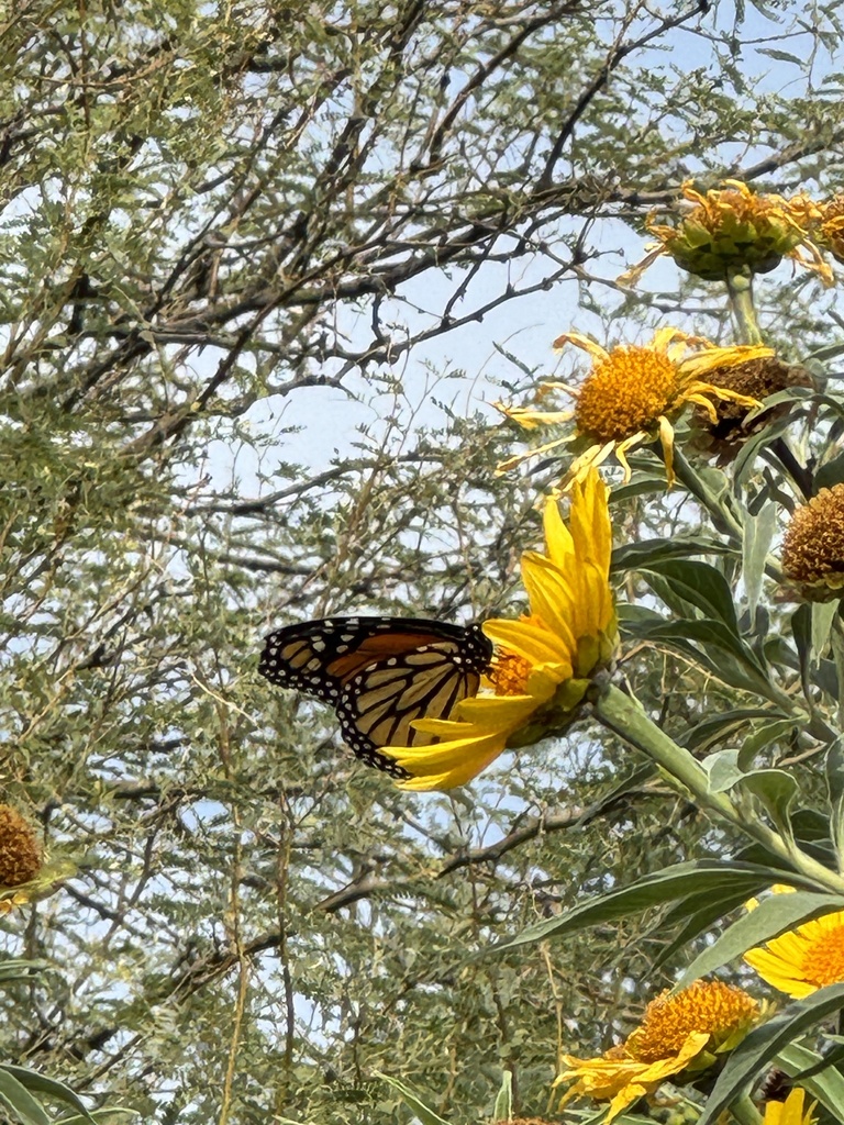 Monarch from Tohono Chul Park, Oro Valley, AZ, US on November 14, 2023 ...