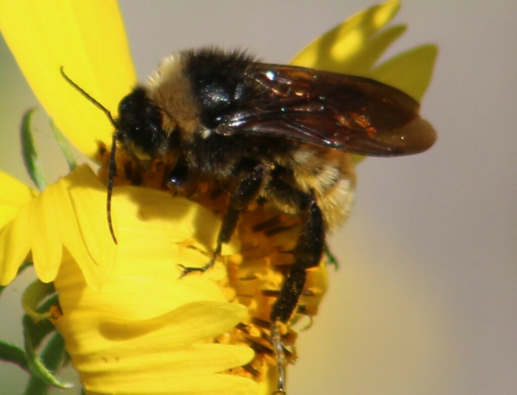 American Bumble Bee in November 2023 by centex · iNaturalist