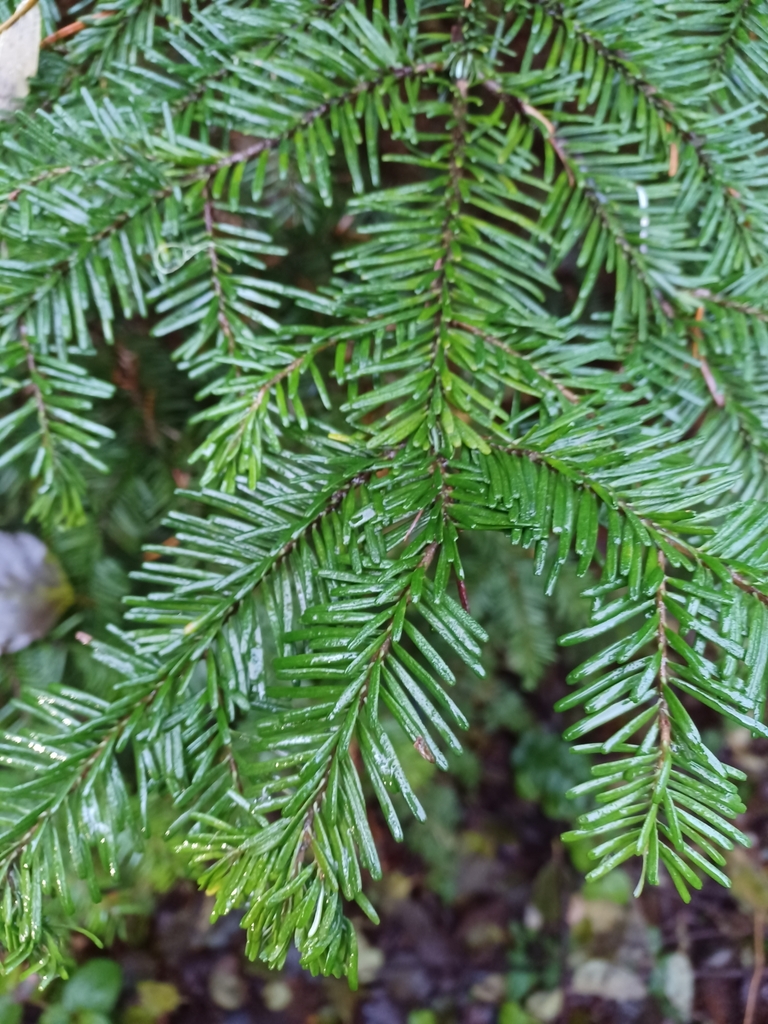 Pacific silver fir from Port Angeles, WA 98362, USA on November 14 ...