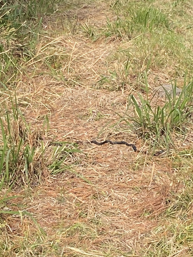 Colubrine Snakes from Ridgeland, SC, US on November 9, 2023 at 10:47 AM ...