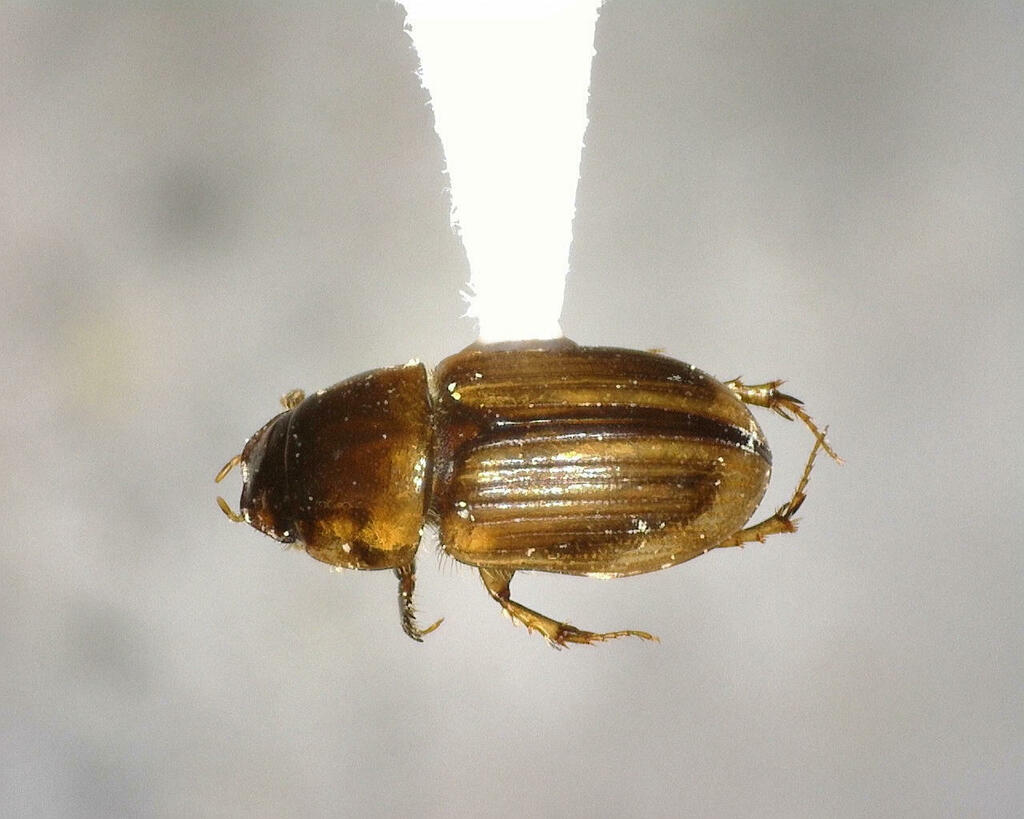 Labarrus cincticulus from Kimble County, TX, USA on June 12, 2023 at 03 ...