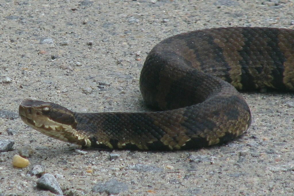 Northern Cottonmouth from Buffalo City, North Carolina, United States ...