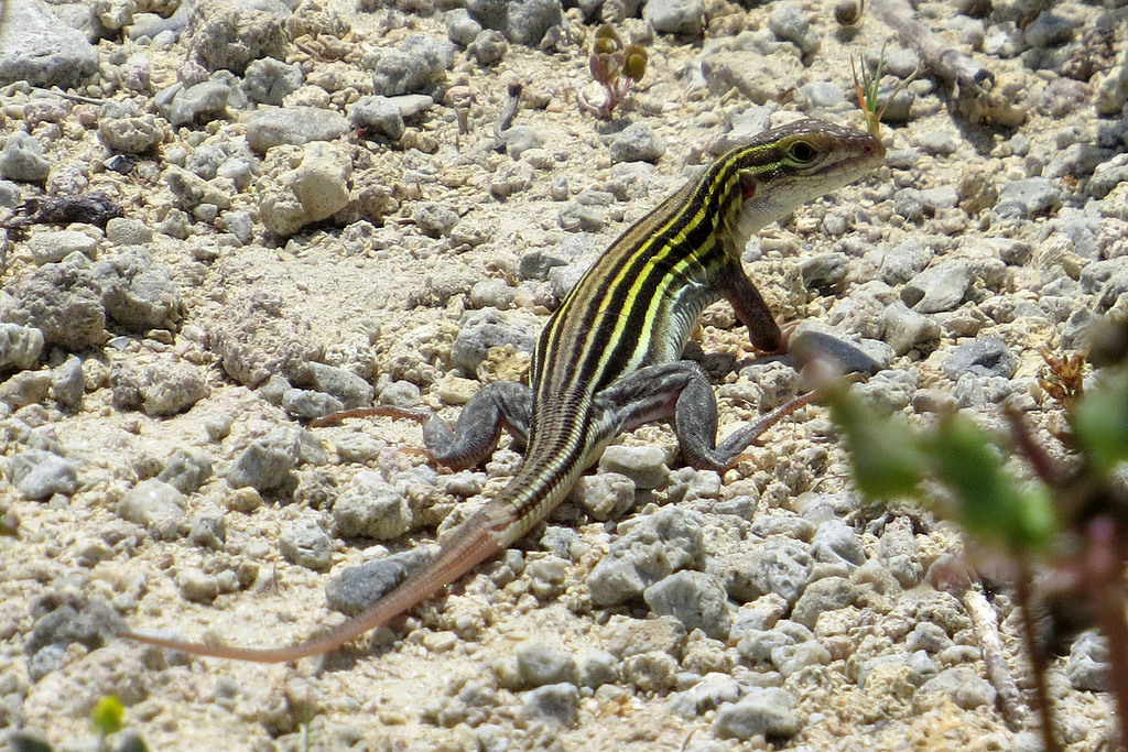 Six-lined Racerunner from , North Carolina, United States on May 25 ...