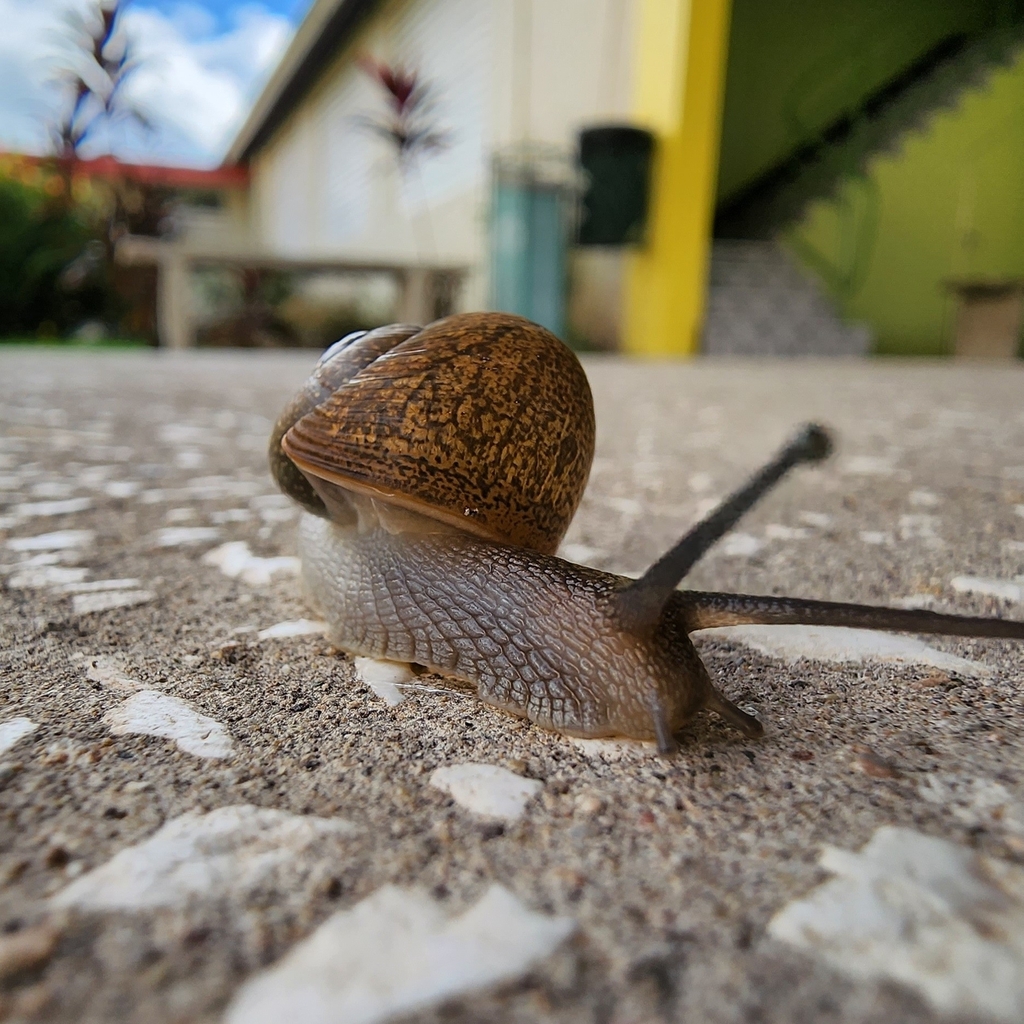 Cuban Brown Snail from 264X+9WV, Kingston, Jamaica on October 26, 2023 ...