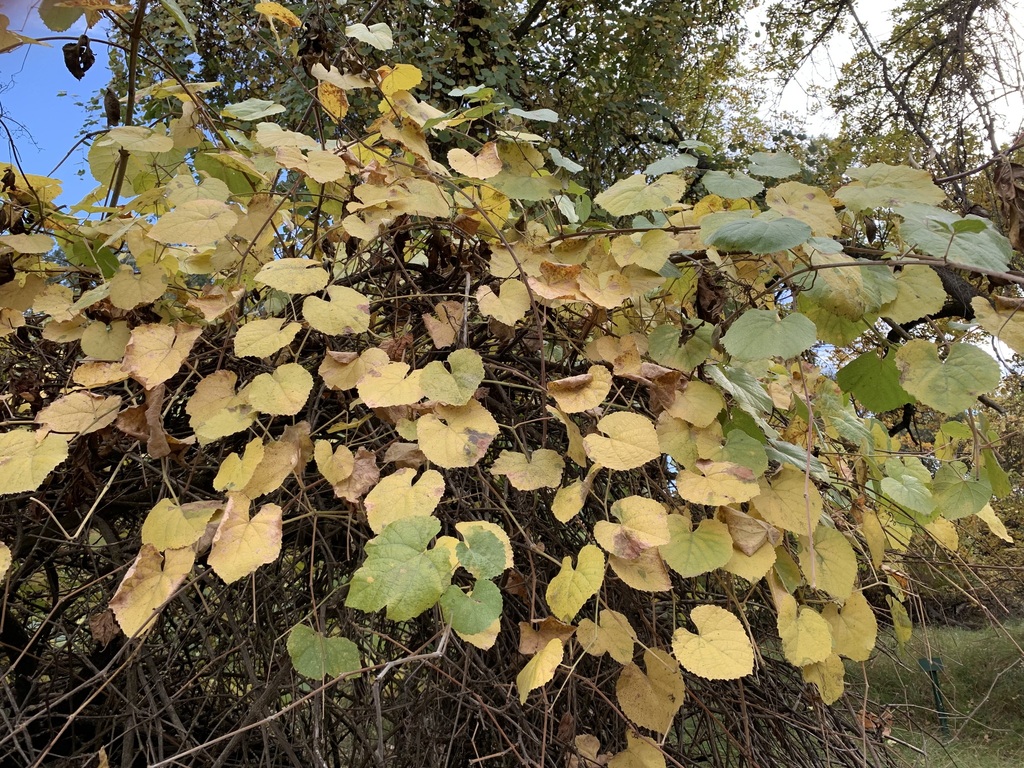 California Wild Grape (Trees of Effie Yeaw Nature Preserve ) · iNaturalist