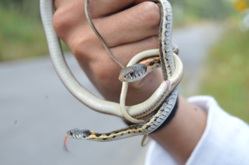 Tropical Black-necked Garter Snake from Mascota, Jal., México on ...