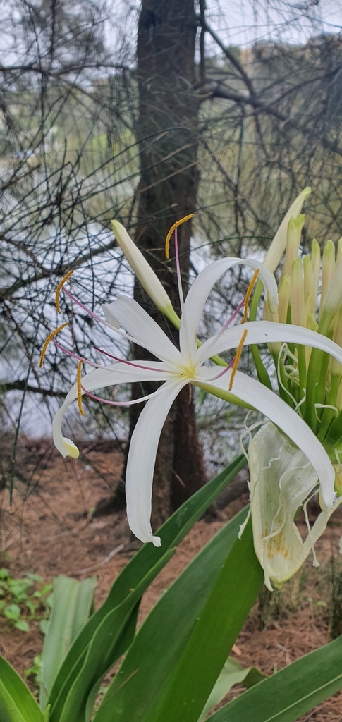 mangrove lily from Manly NSW 2095, Australia on November 15, 2023 at 08 ...