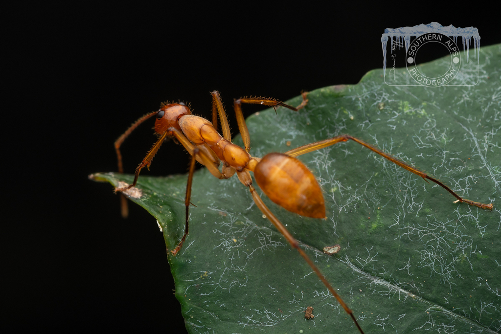 Notostigma foreli from Rainforest Circuit Track, Binna Burra QLD 4211 ...